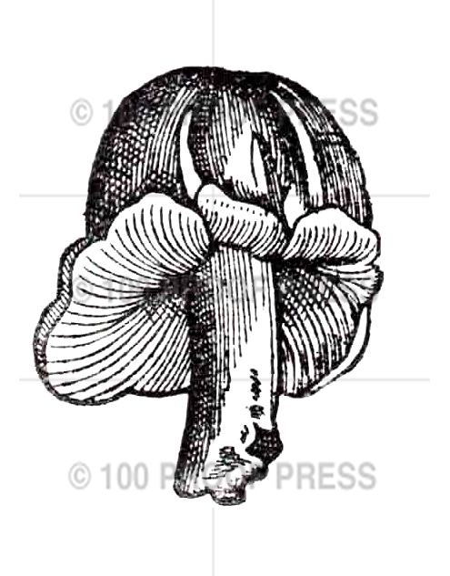 6854 Mushroom Frilly Cap – 100 Proof Press
