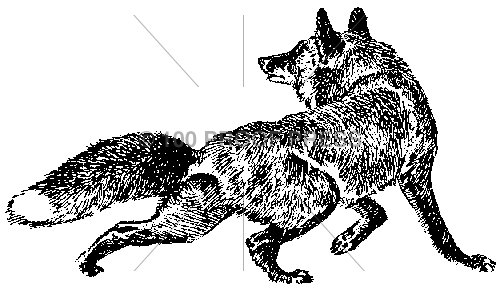 3175 Fox Turning Around – 100 Proof Press